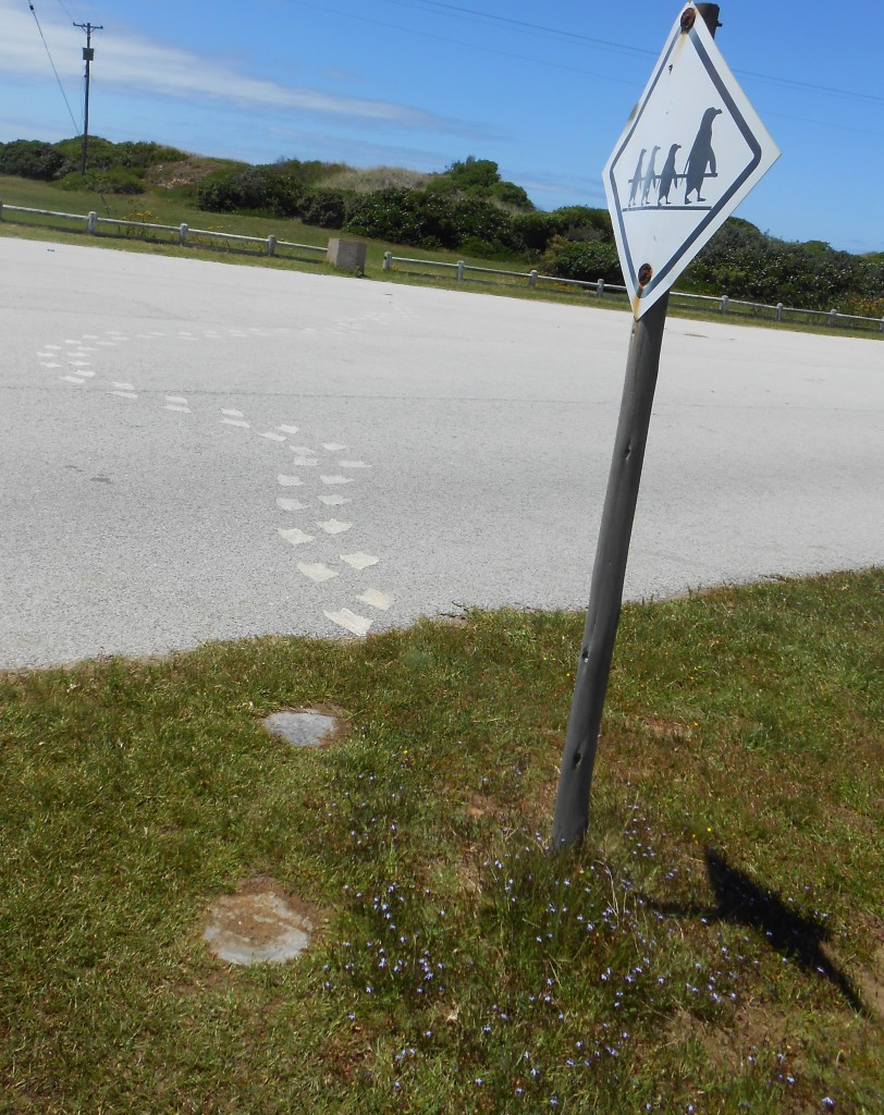 SANCCOB PORT ELIZABETH (PREVIOUSLY KNOWN AS SAMREC) - TRAVELBUCKET