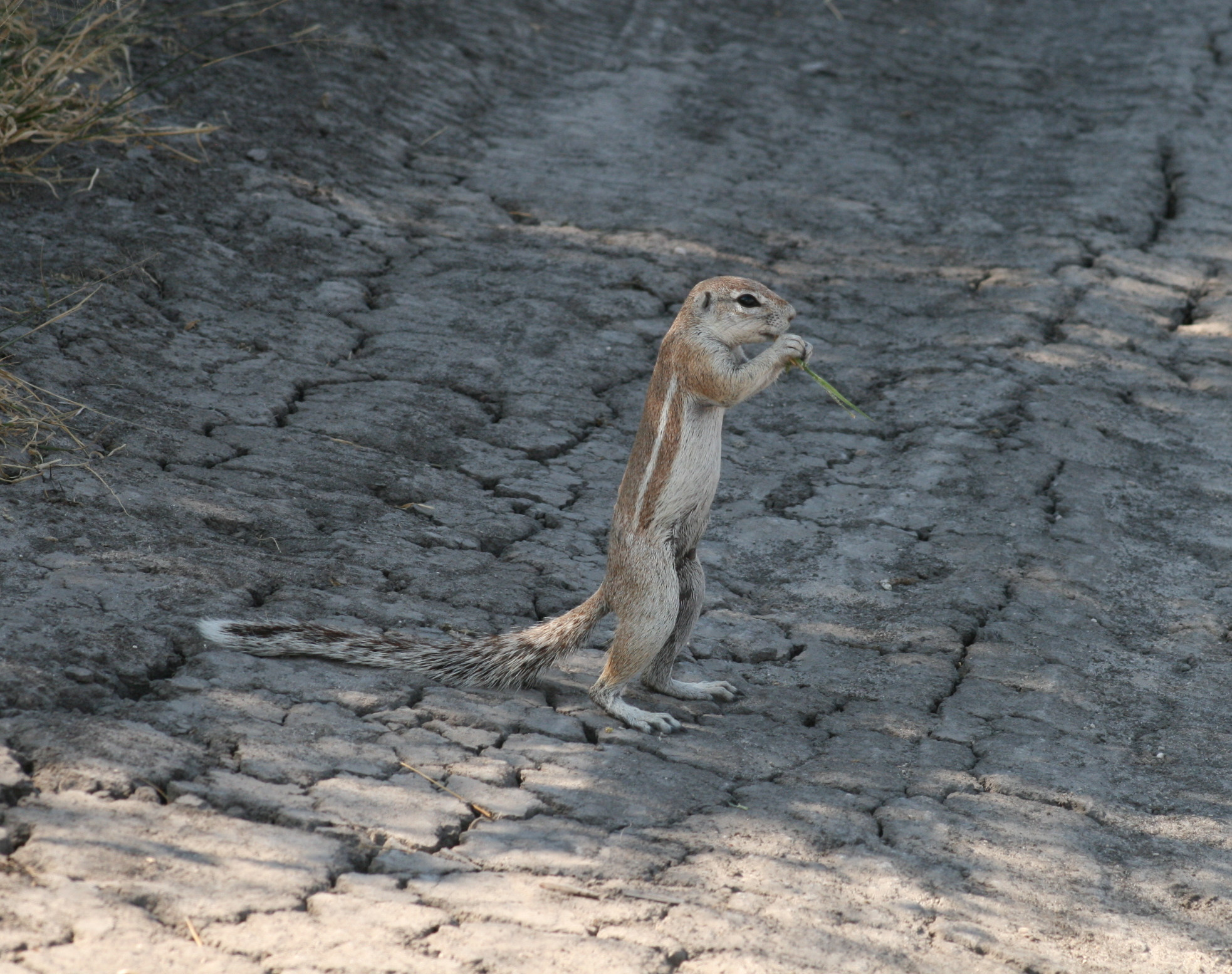 CENTRAL KALAHARI GAME RESERVE (CKGR) |TRAVELBUCKET