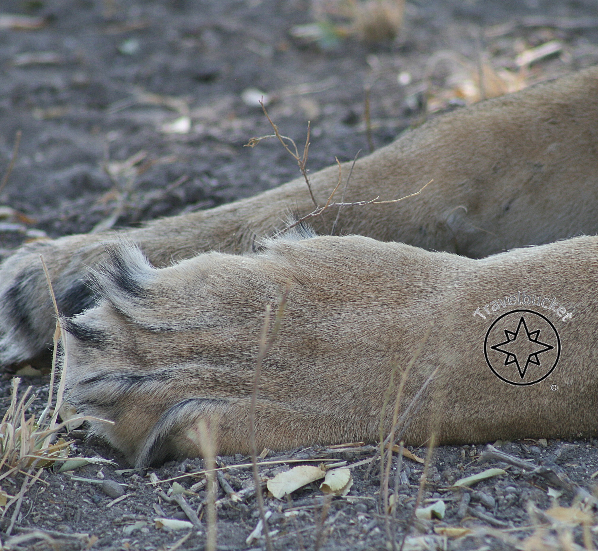 HOW TO ACT AROUND WILD ANIMALS - TRAVELBUCKET