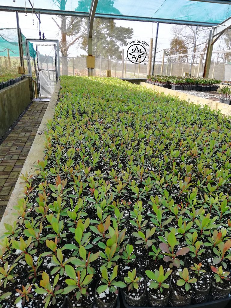 TOURING ONE OF THE BIGGEST PROTEA FARMS - TRAVELBUCKET