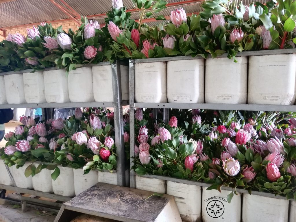 TOURING ONE OF THE BIGGEST PROTEA FARMS - TRAVELBUCKET