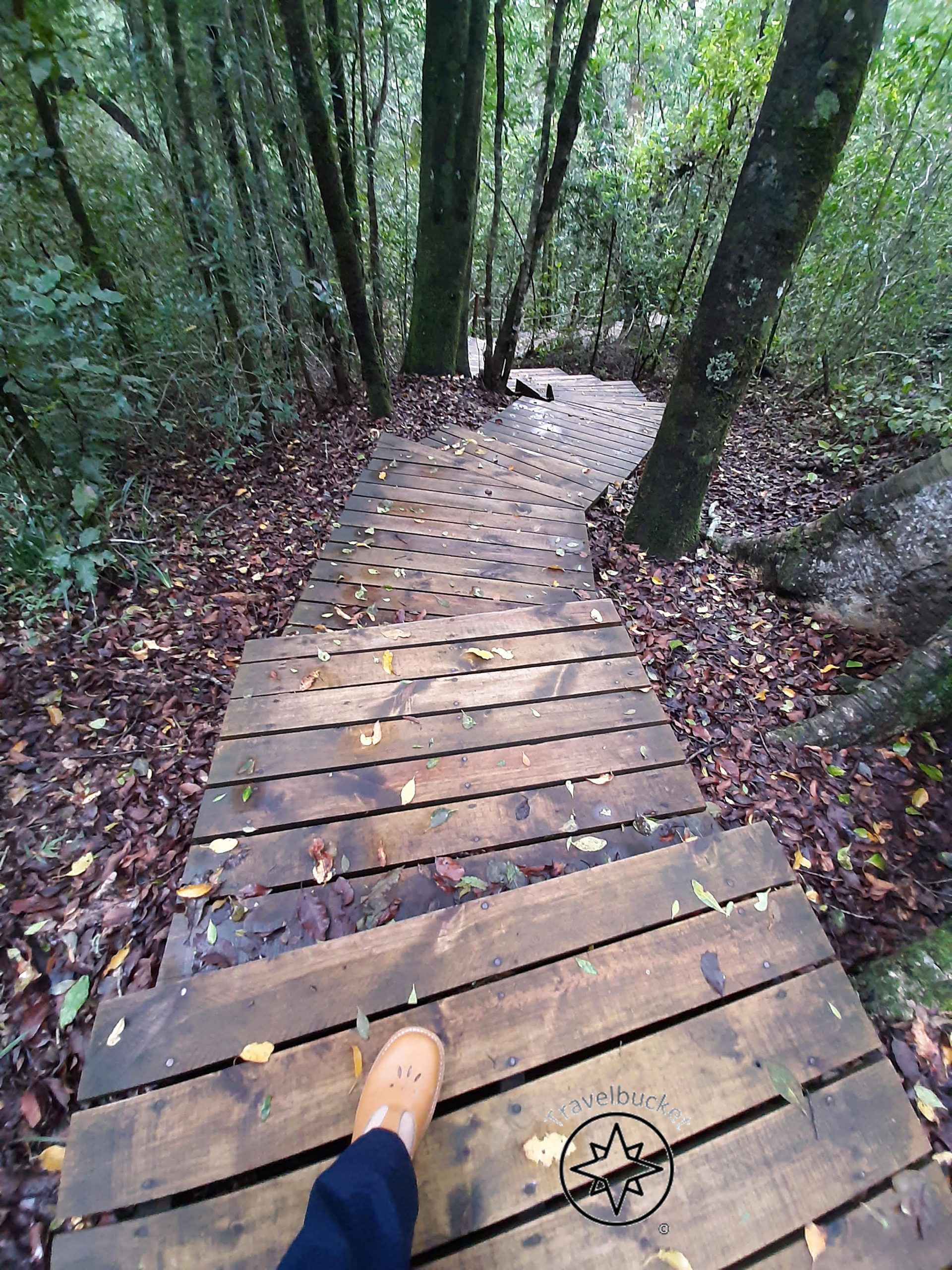 THE QUEEN OF THE YELLOWWOODS - TRAVELBUCKET