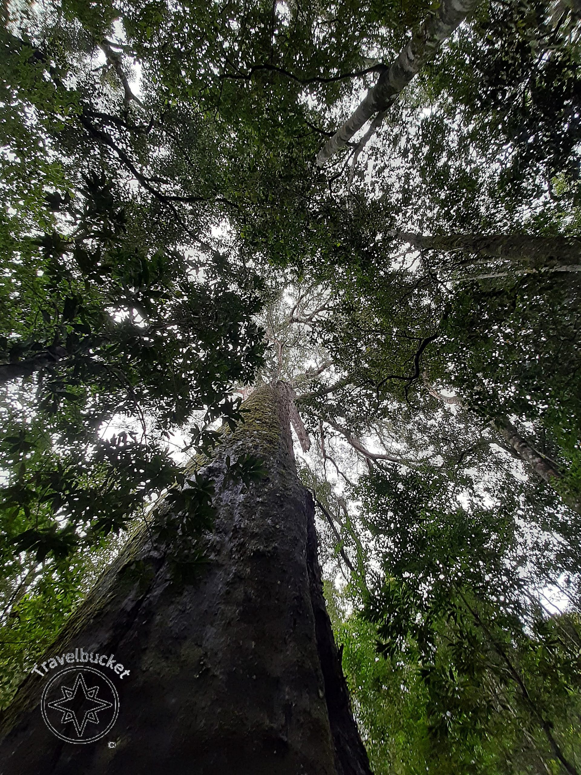 THE QUEEN OF THE YELLOWWOODS - TRAVELBUCKET