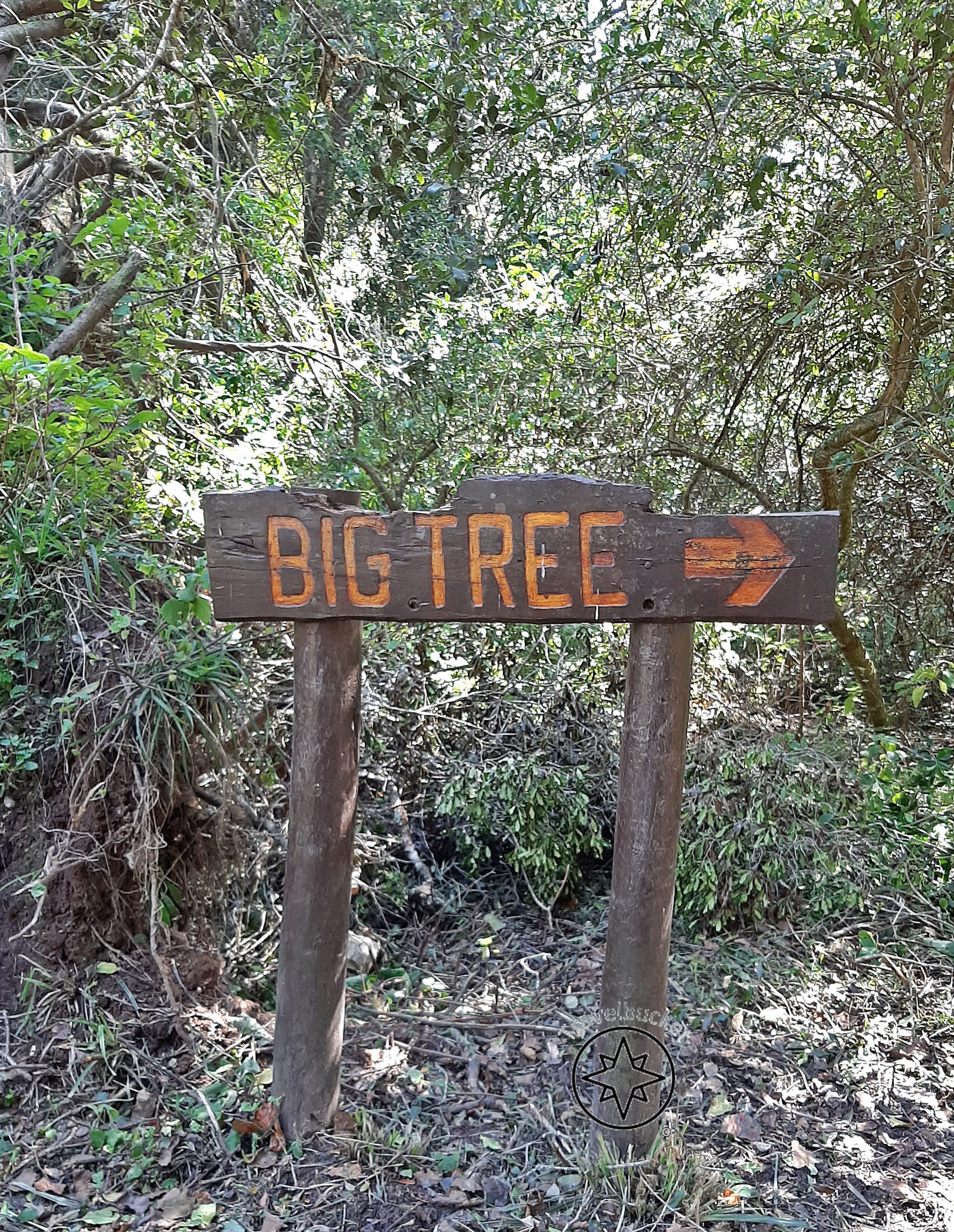 THE BIG TREES OF THE GARDEN ROUTE - TRAVELBUCKET