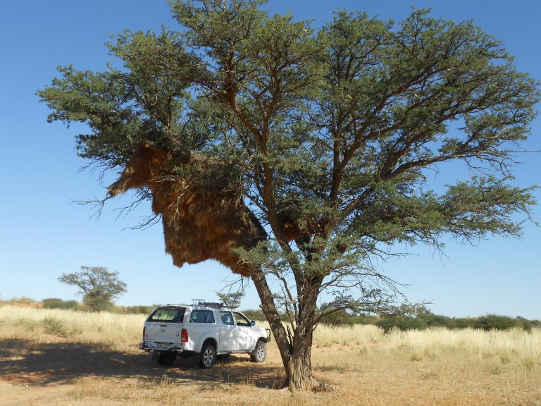 KALAHARI RED DUNE ROUTE - TRAVELBUCKET